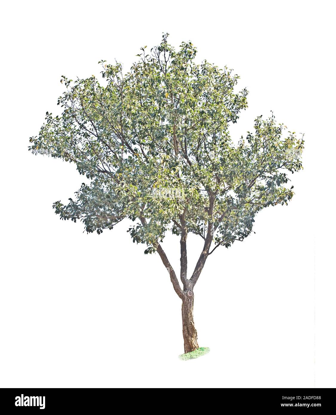 Tree isolated on white background Stock Photo - Alamy
