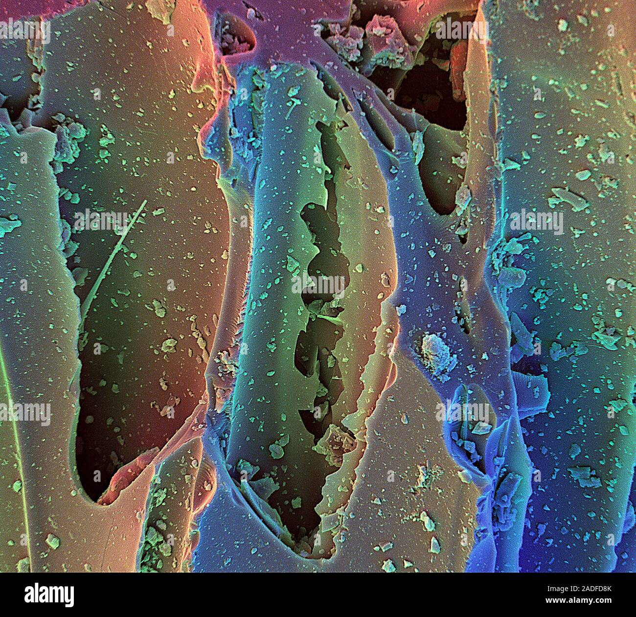 Volcanic ash. Coloured scanning electron micrograph (SEM) of ash from ...