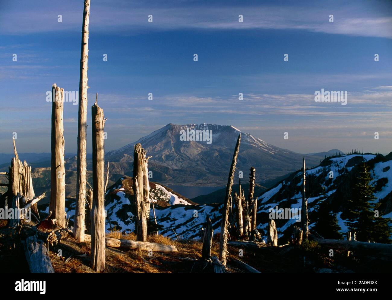 Mount St Helens volcano and dead trees. Mount St Helens erupted in 1980 ...