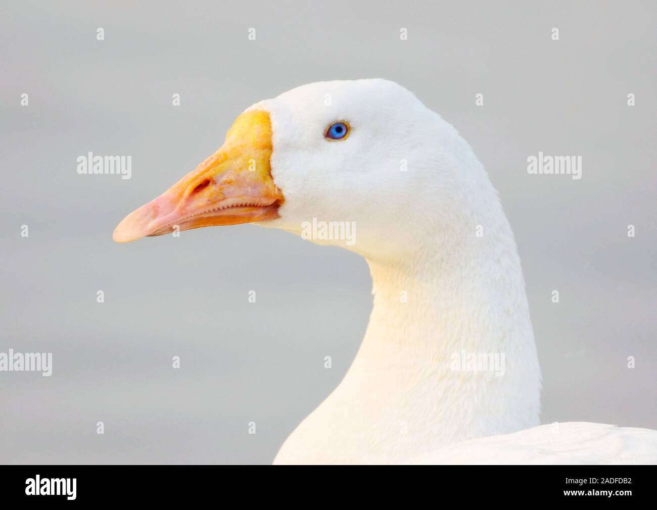 Portrait of an innocent looking white goose with blue eye against a ...