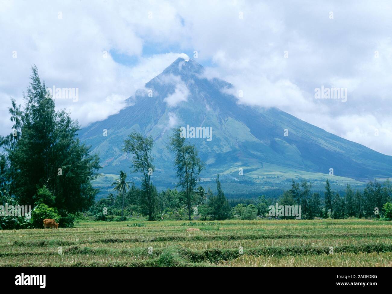 Mayon volcano with rice fields in the foreground. A plume of smoke is ...