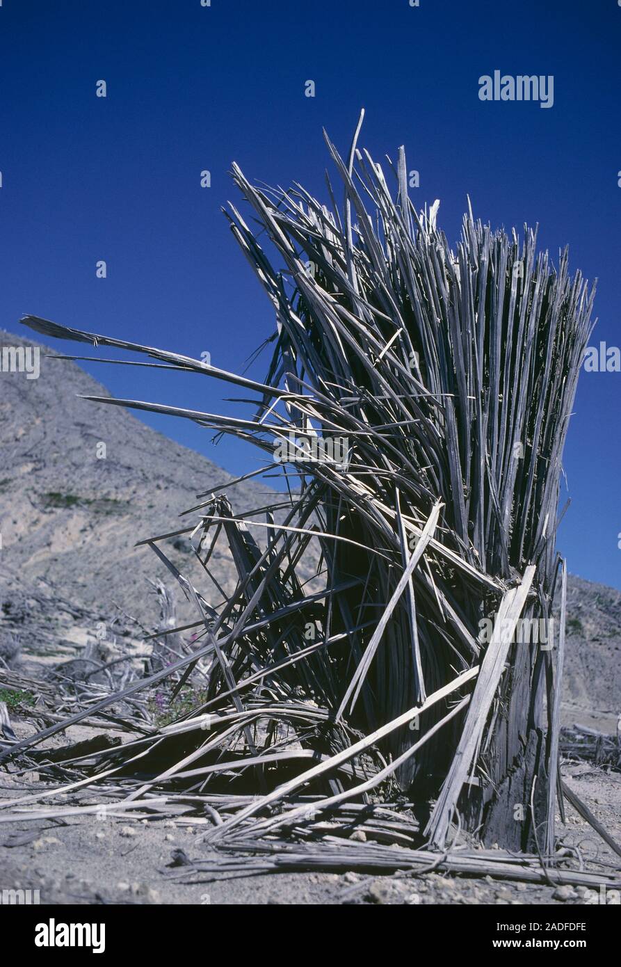 Tree destroyed by a volcanic eruption. This shattered tree trunk was ...