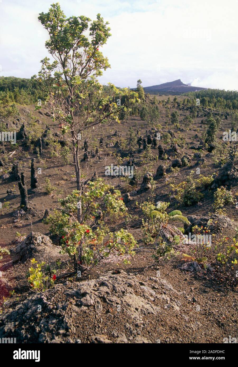 Plant regrowth on a lava flow after it has cooled and solidified. Lava ...