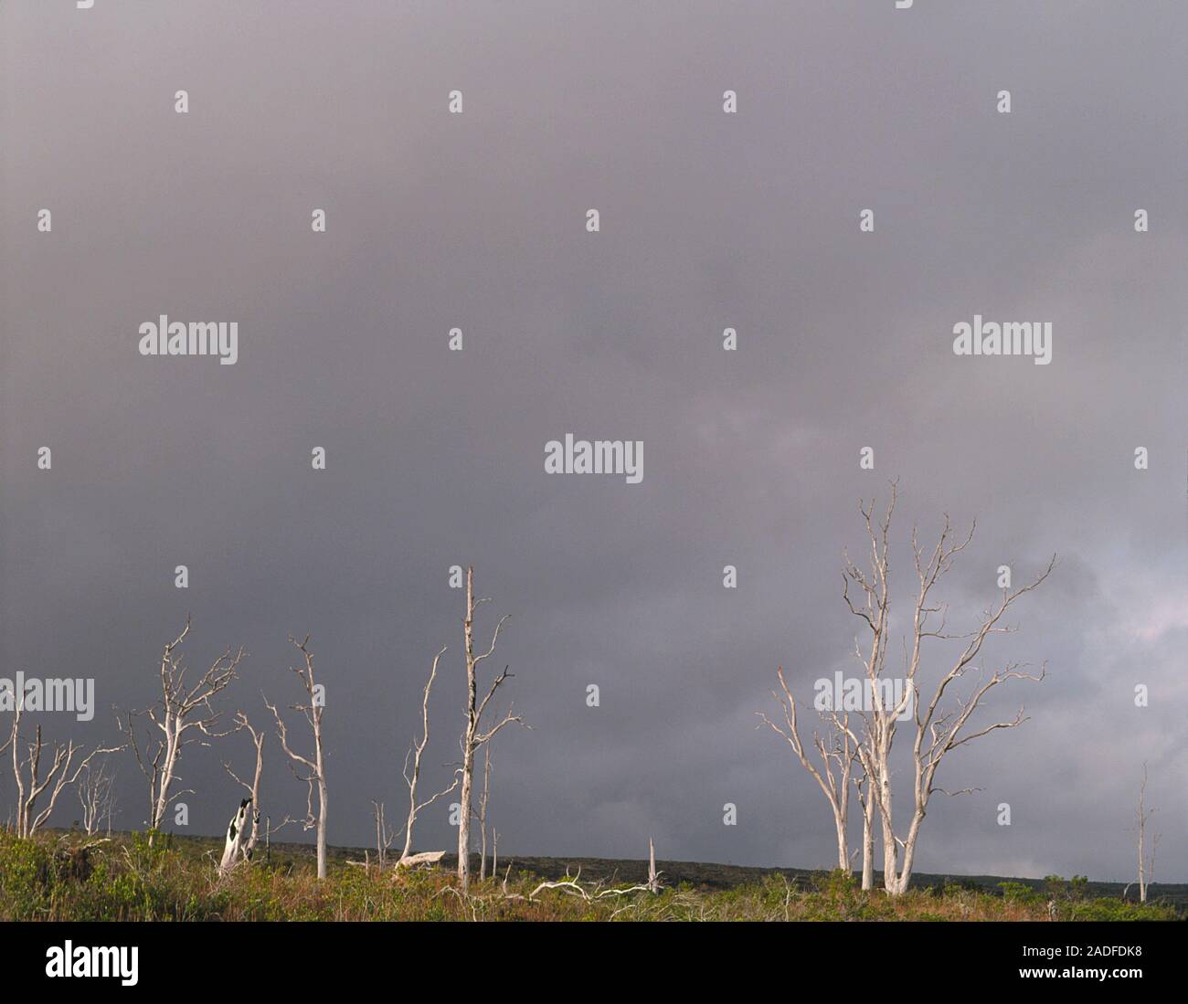 Trees scorched to death by the flow of lava from Kilauea volcano ...