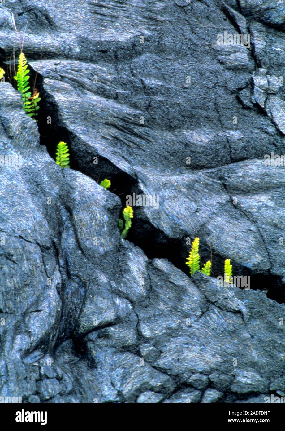 Pahoehoe lava formation. Ferns growing out of a crack in a solidified ...