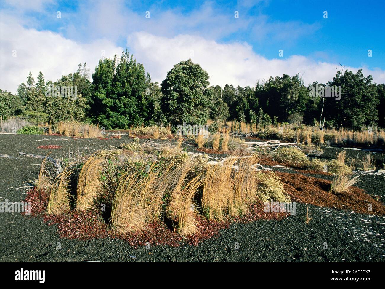 Plants recolonising a lava flow after it has cooled and solidified ...