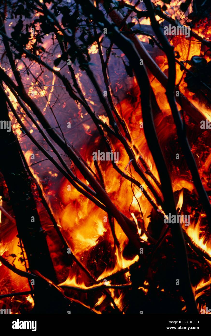 Burning trees from a lava flow from Kilauea volcano, in the Hawaii ...