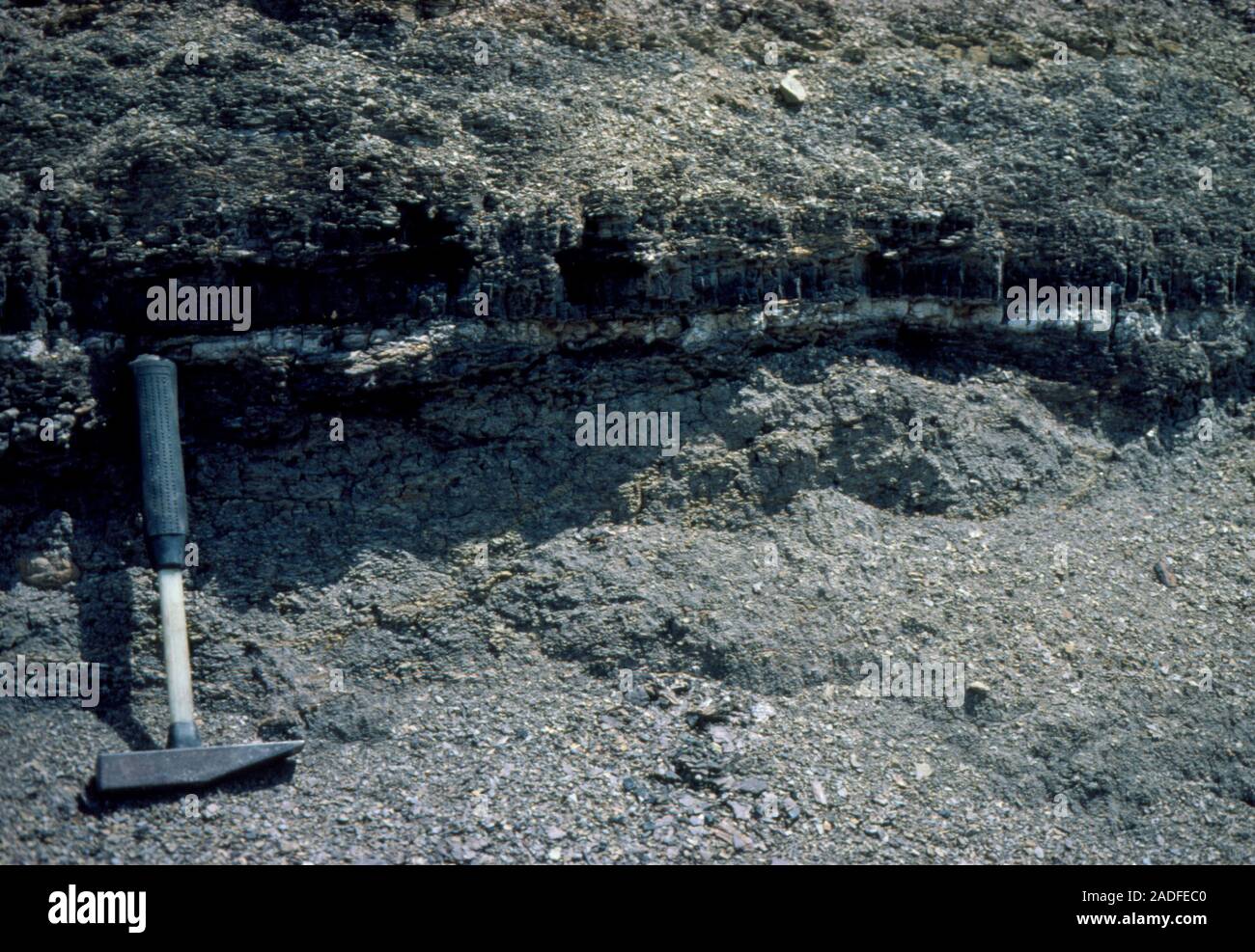 Cretaceous/Tertiary boundary, Raton, New Mexico: white line level with ...