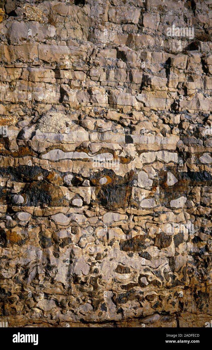 Horizontal strata in a limestone cliff in Devon, England Stock Photo ...