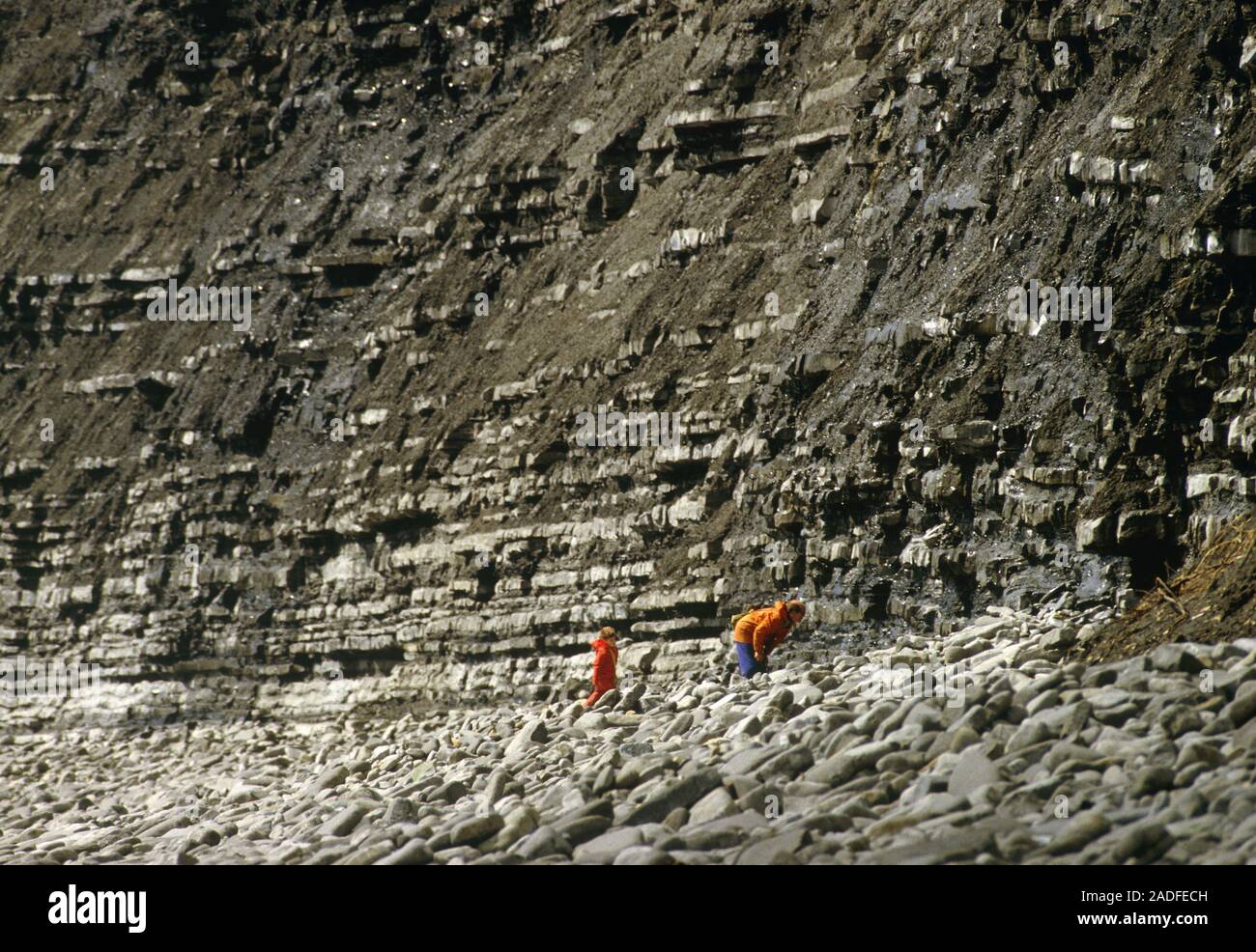 Limestone strata (lias) along the coastline at Lyme Regis, Dorset Stock ...