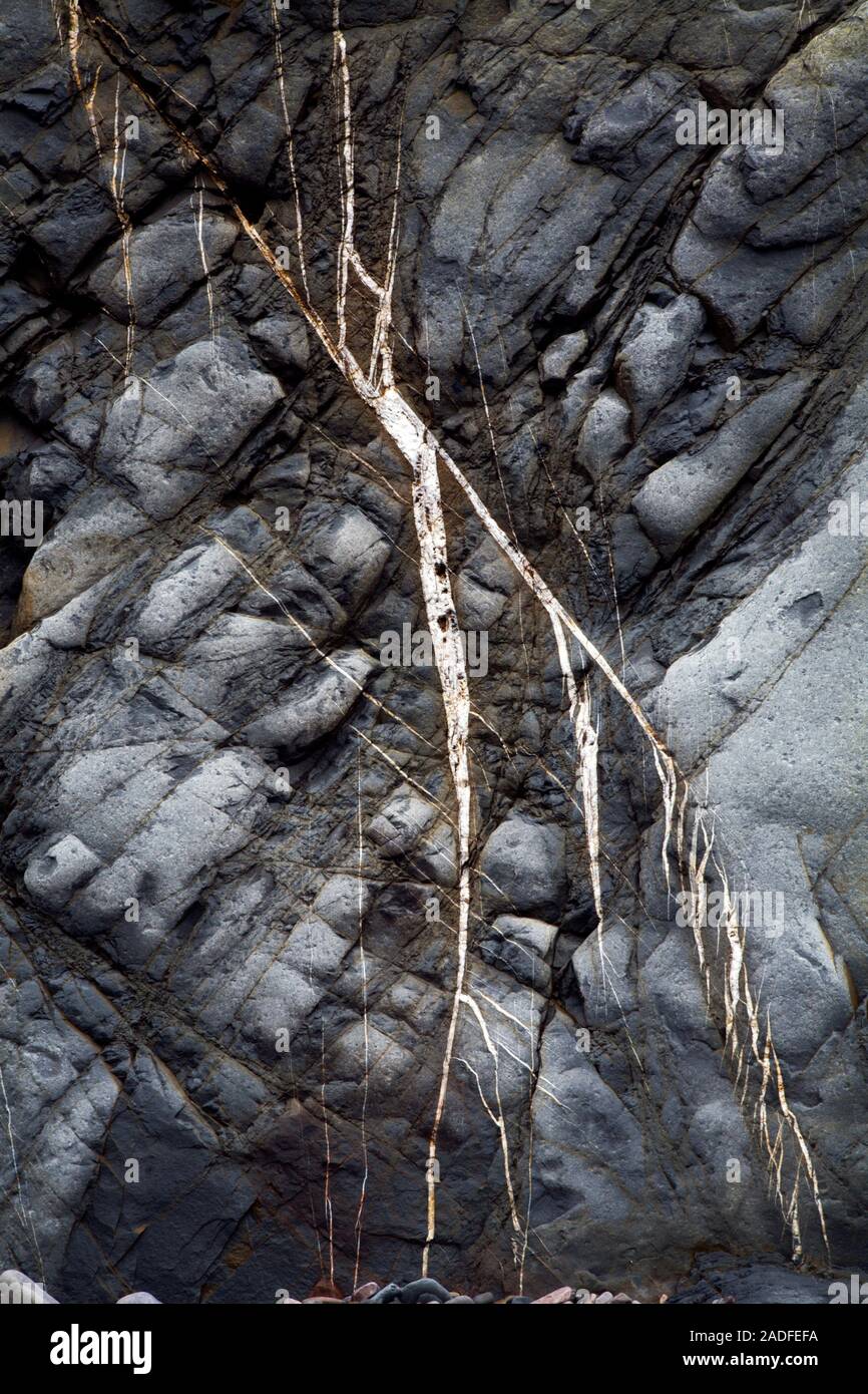 Devonian slate strata. Veins of quartz (white) in slate. The cracks are ...
