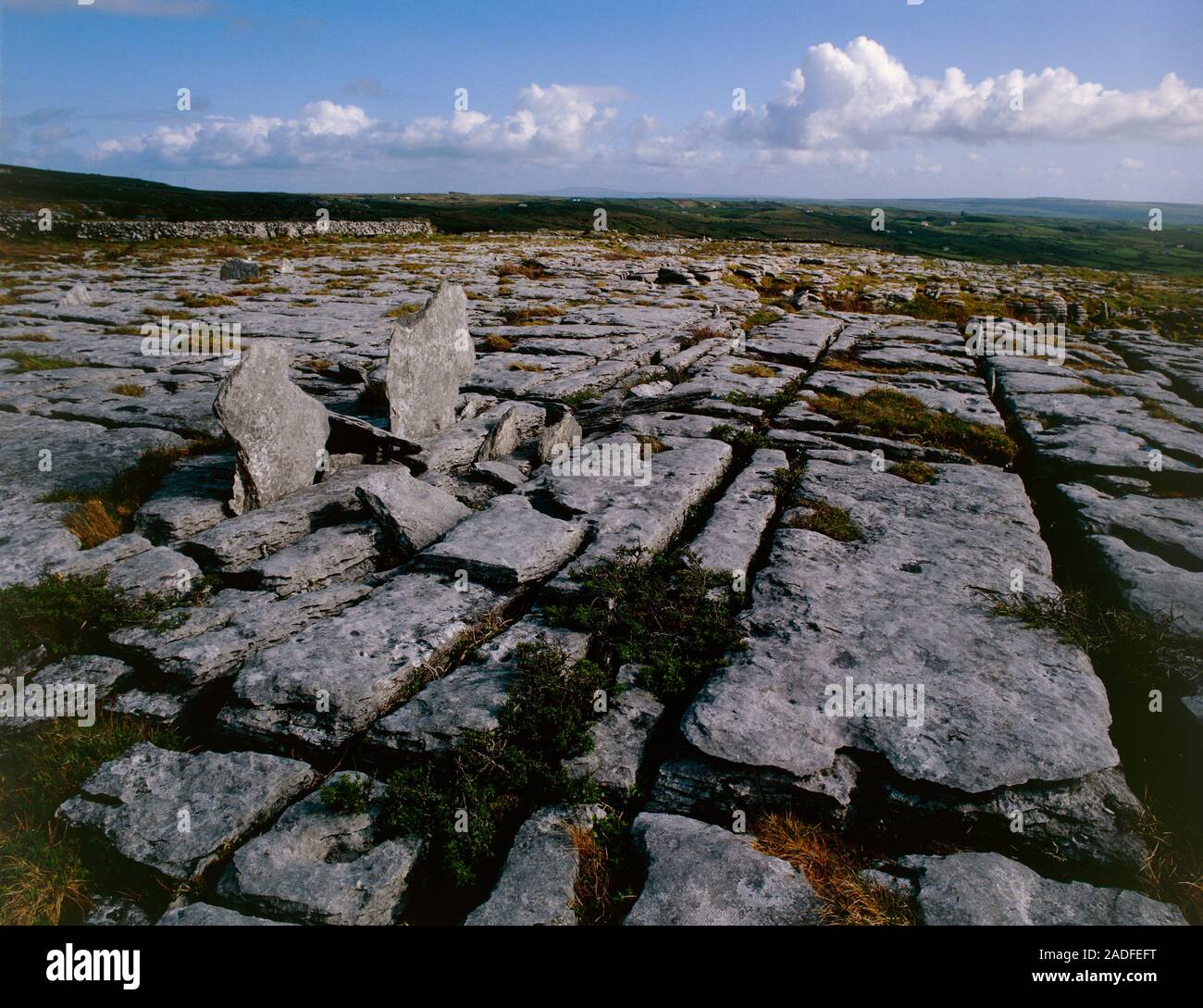 Carboniferous limestone pavement, showing regular jointing consisting ...