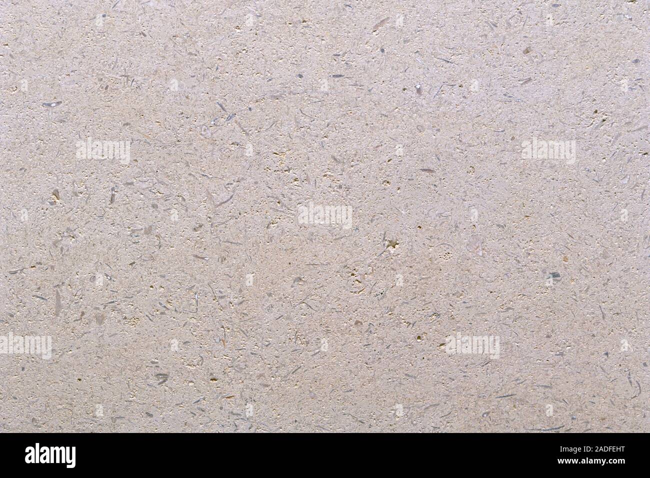 Limestone. Cut surface of the sedimentary rock limestone, showing small ...