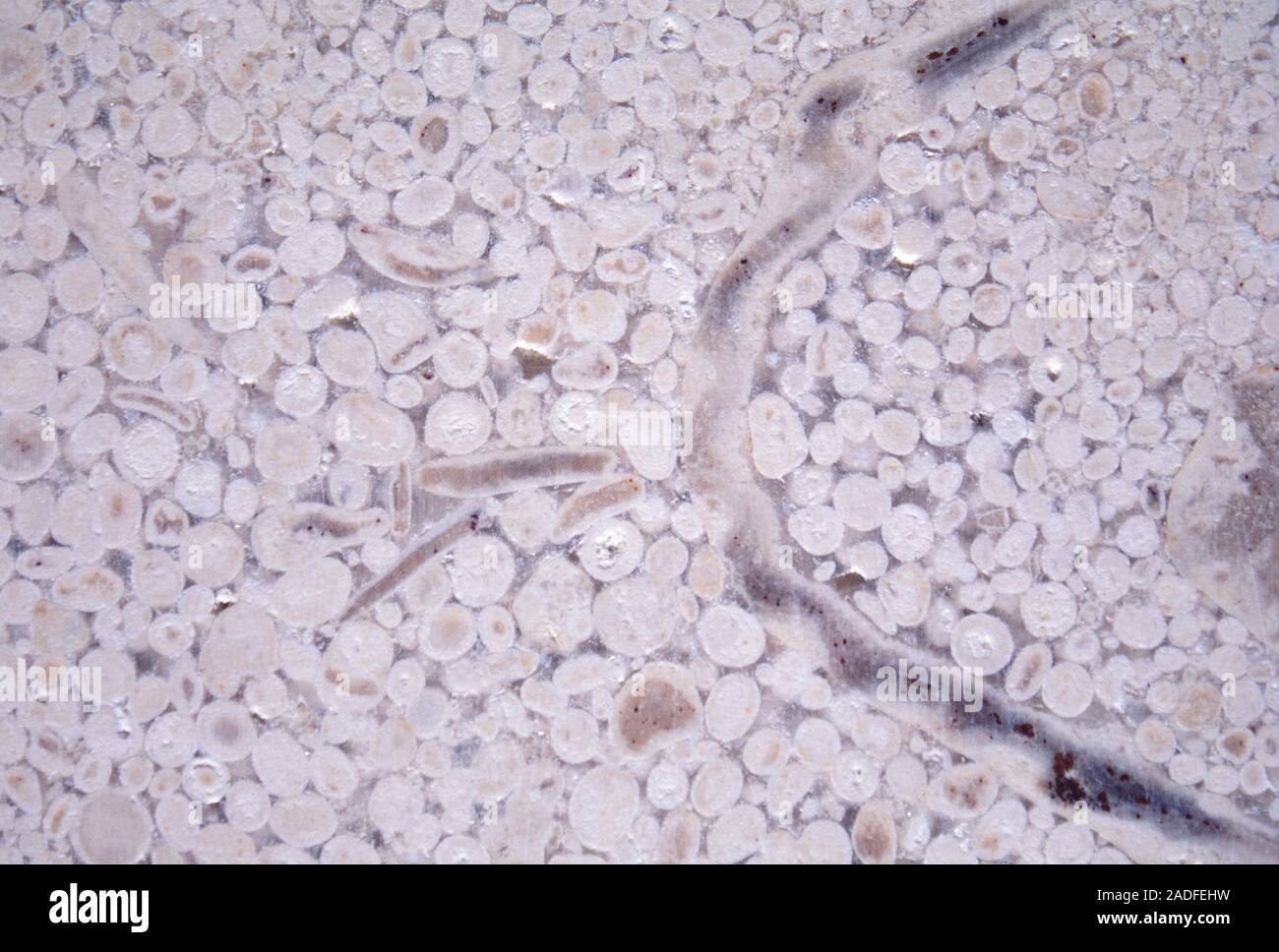 Oolitic limestone. Cut surface of oolitic lime- stone, a type of ...