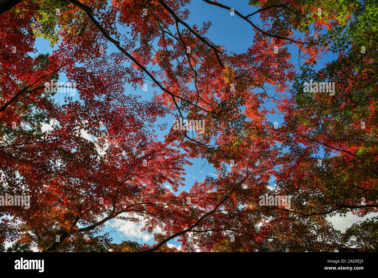 Autumn scenery in Kyoto, Japan. Colorful autumn leaves, called koyo in ...