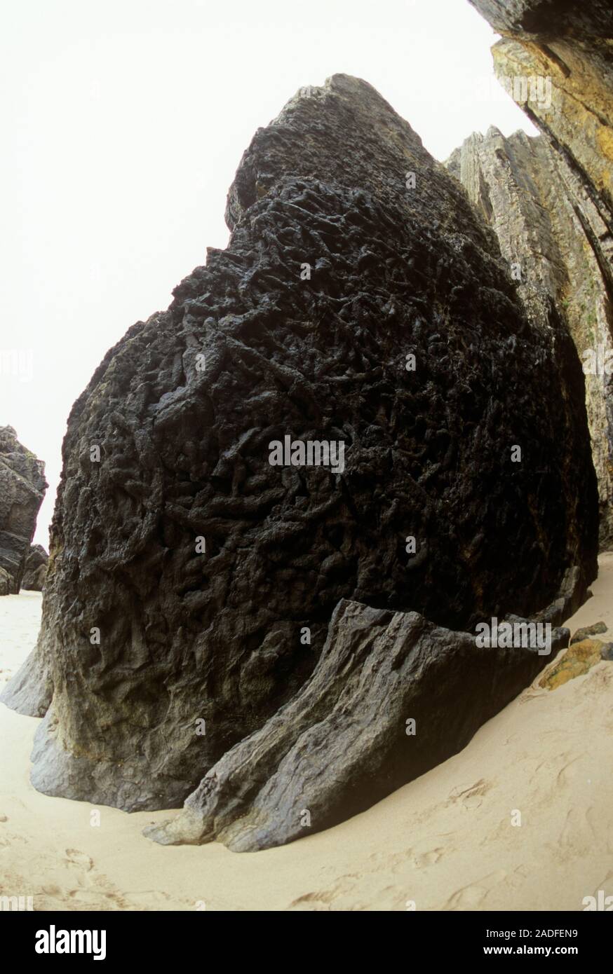 Sedimentary rock showing bioturbation, the displacement of sediment by ...