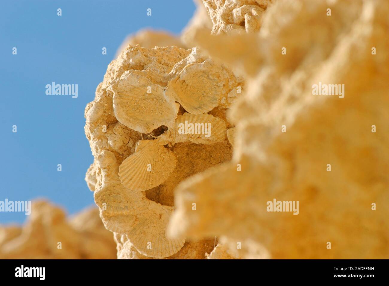 Scallop shells incorporated in sandstone. This sandstone was laid down ...