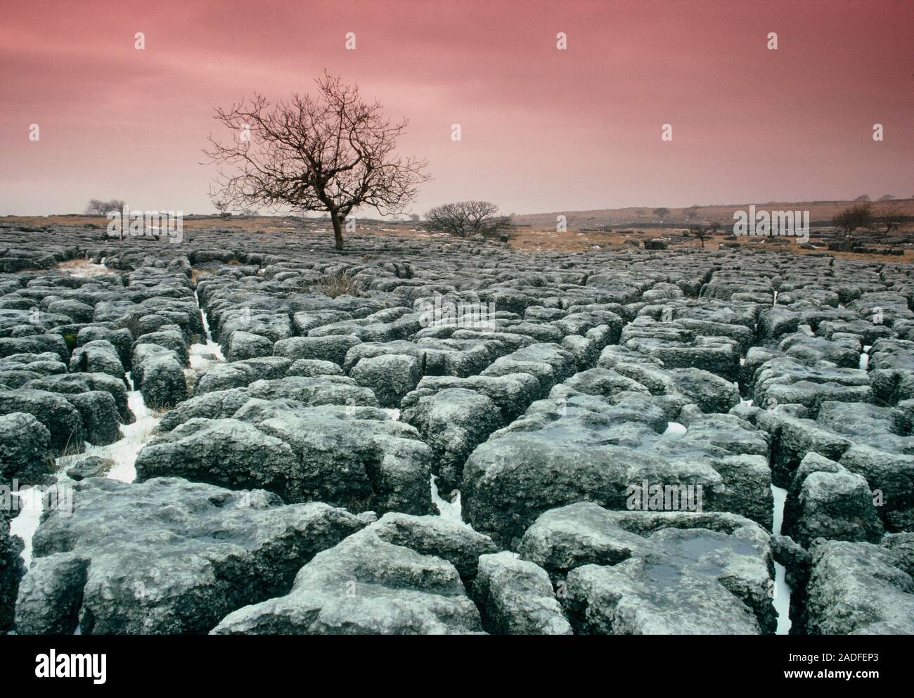 Limestone pavement showing regular jointing consisting of clints ...
