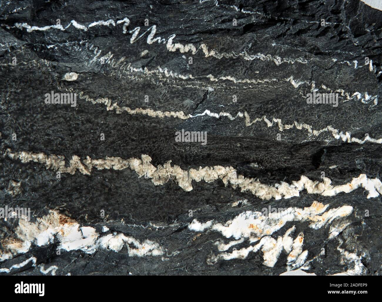 Limestone rock with asymmetrical folded calcite veins. Limestone is a ...