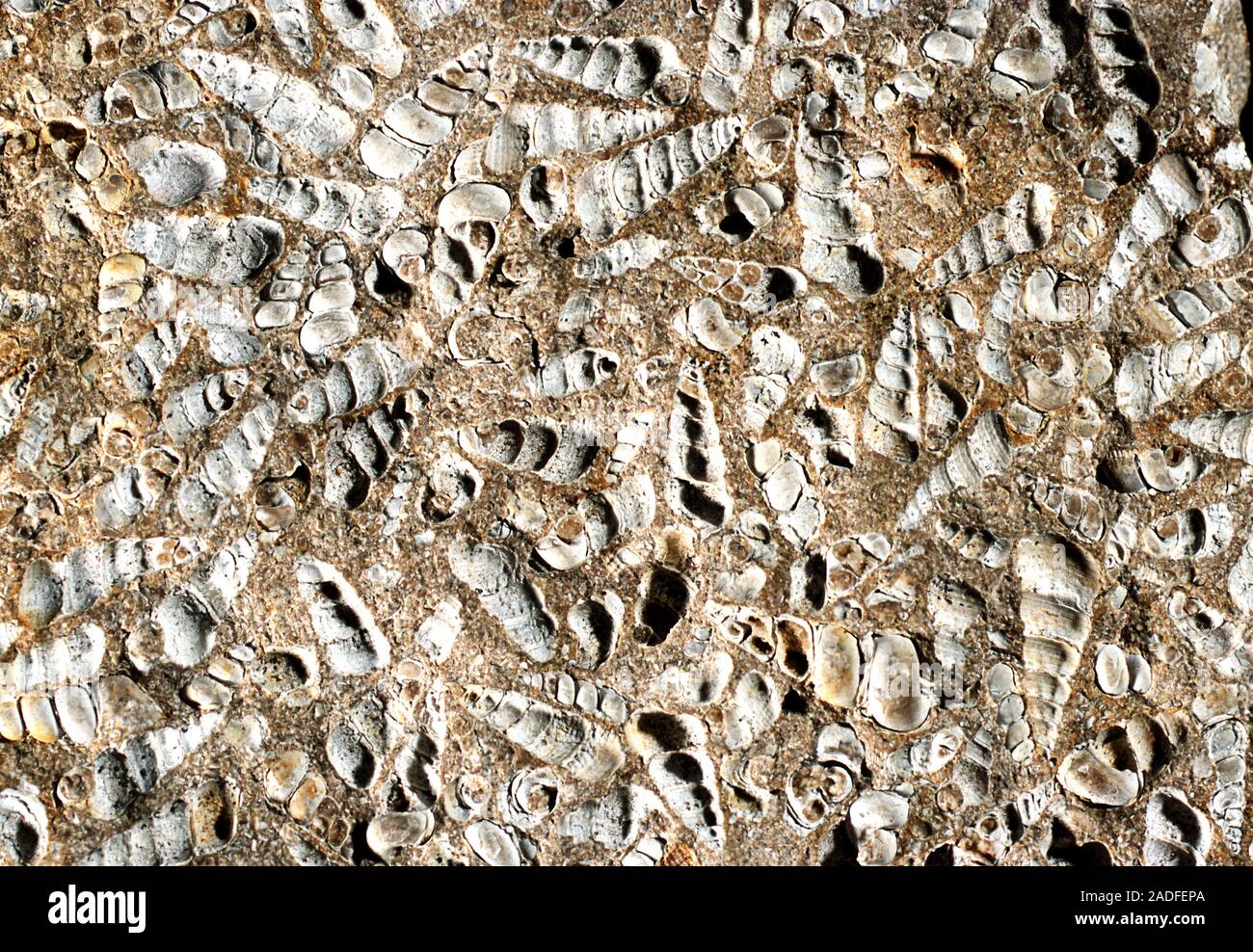 Limestone with Turritella shell fossils. This sedimentary rock has ...