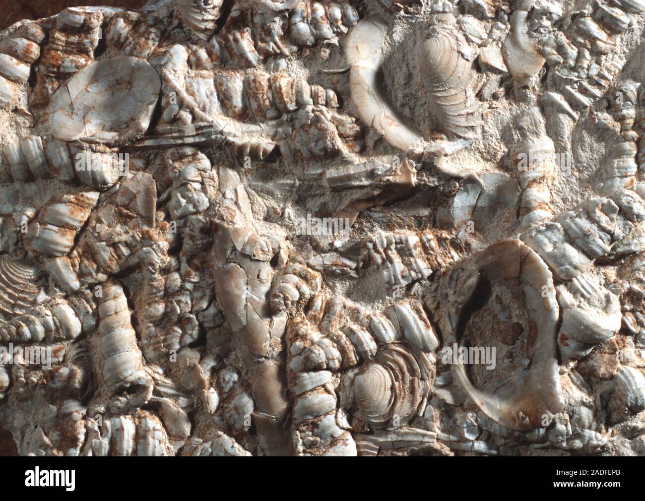 Limestone with fossilised shells. This sedimentary rock has numerous ...