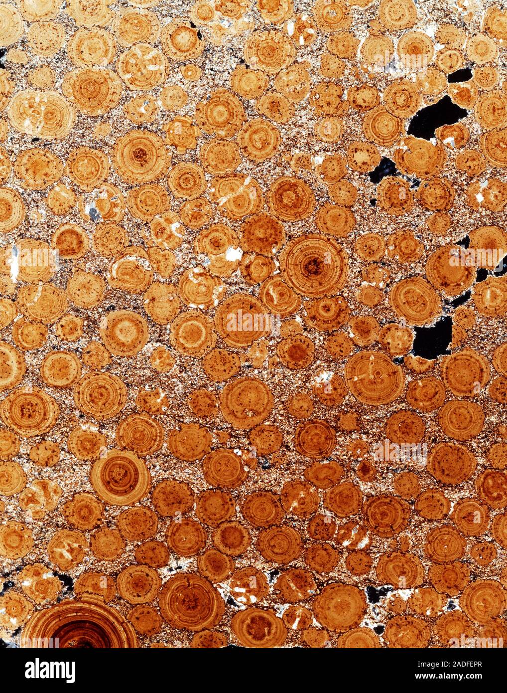 Oolitic limestone rock. This section through a block of limestone shows ...