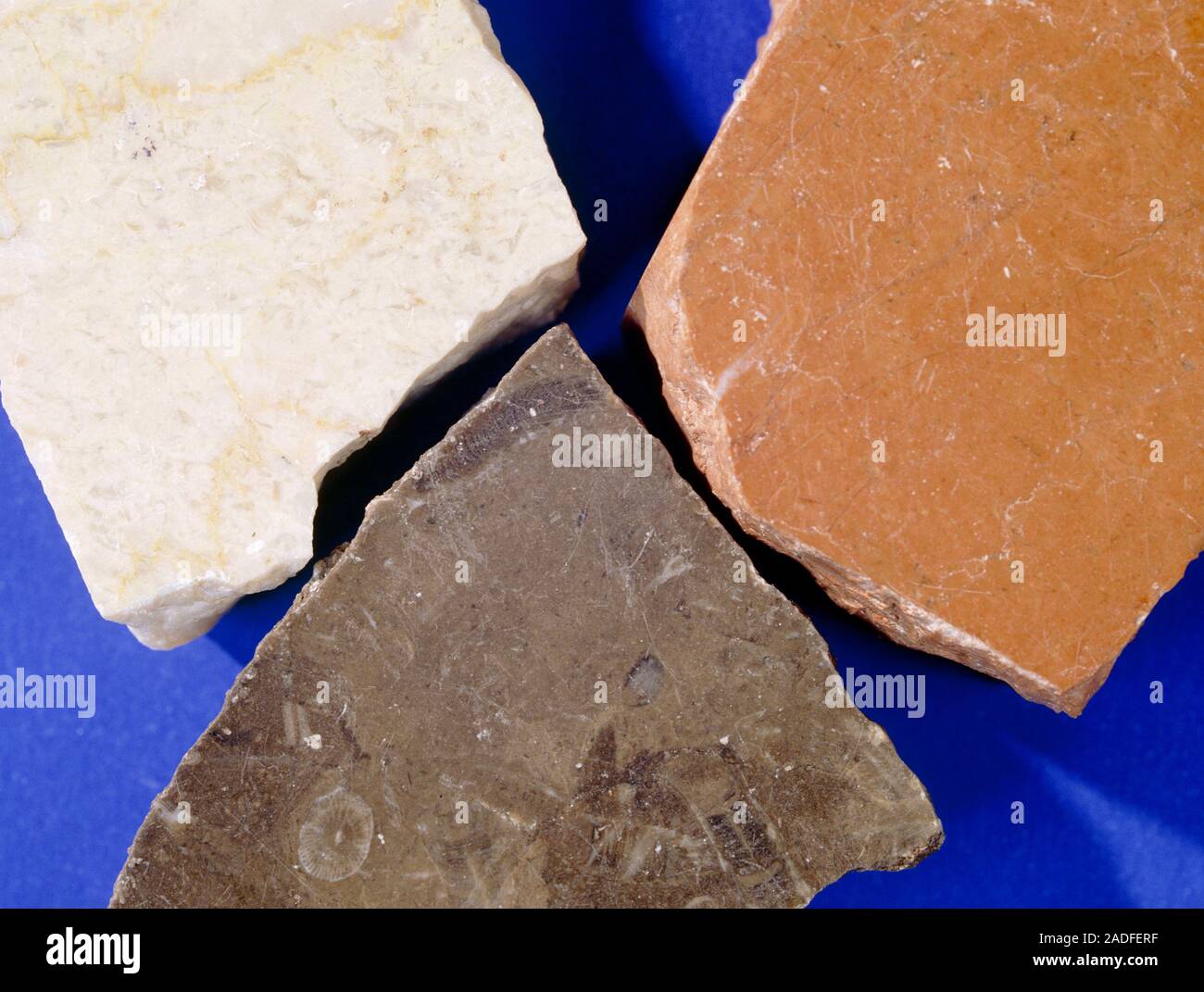 Polished limestone. Three samples of polished limestone. Limestone is a ...