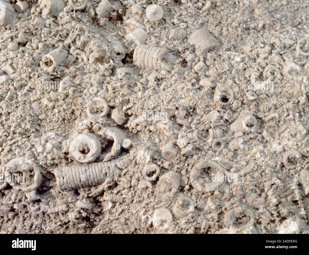 Oolitic limestone, with fossils. Limestone mainly consists of calcium carbonate. Ooliths, or ...