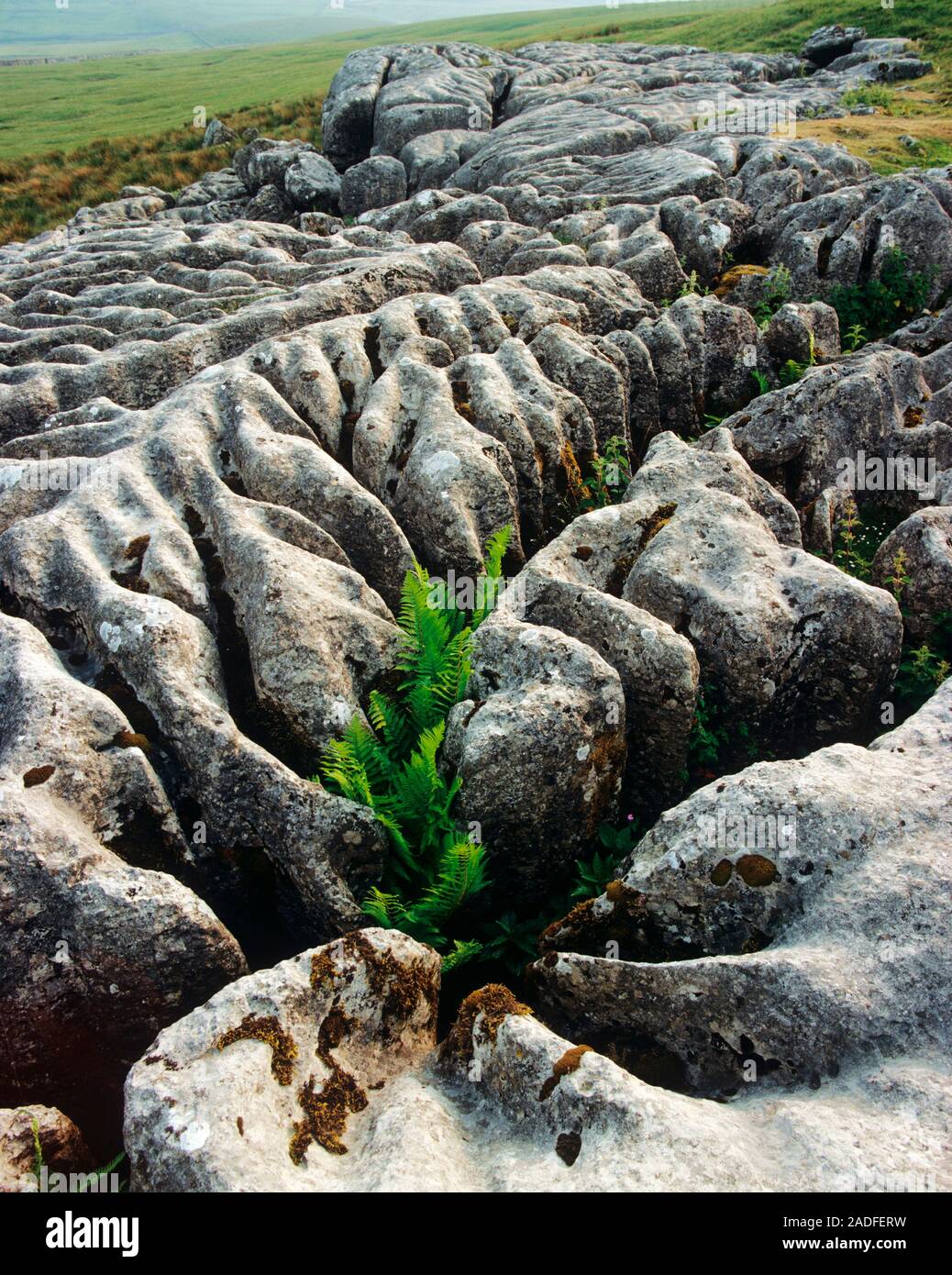 Limestone pavement. Close-up of ferns growing amongst the clints (slabs ...