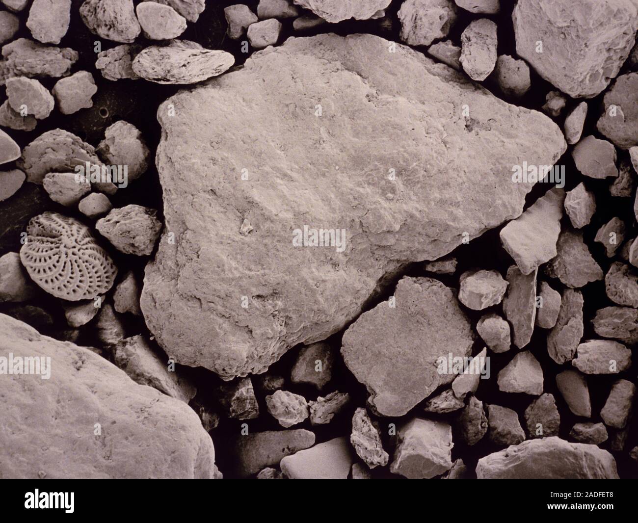 Scanning electron micrograph (SEM) of grains of sand, including the ...