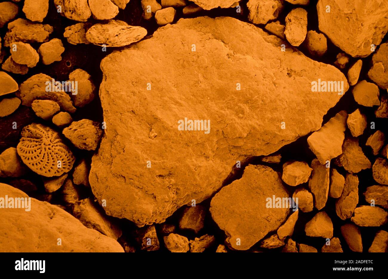 False colour scanning electron micrograph of sand particles from an ...