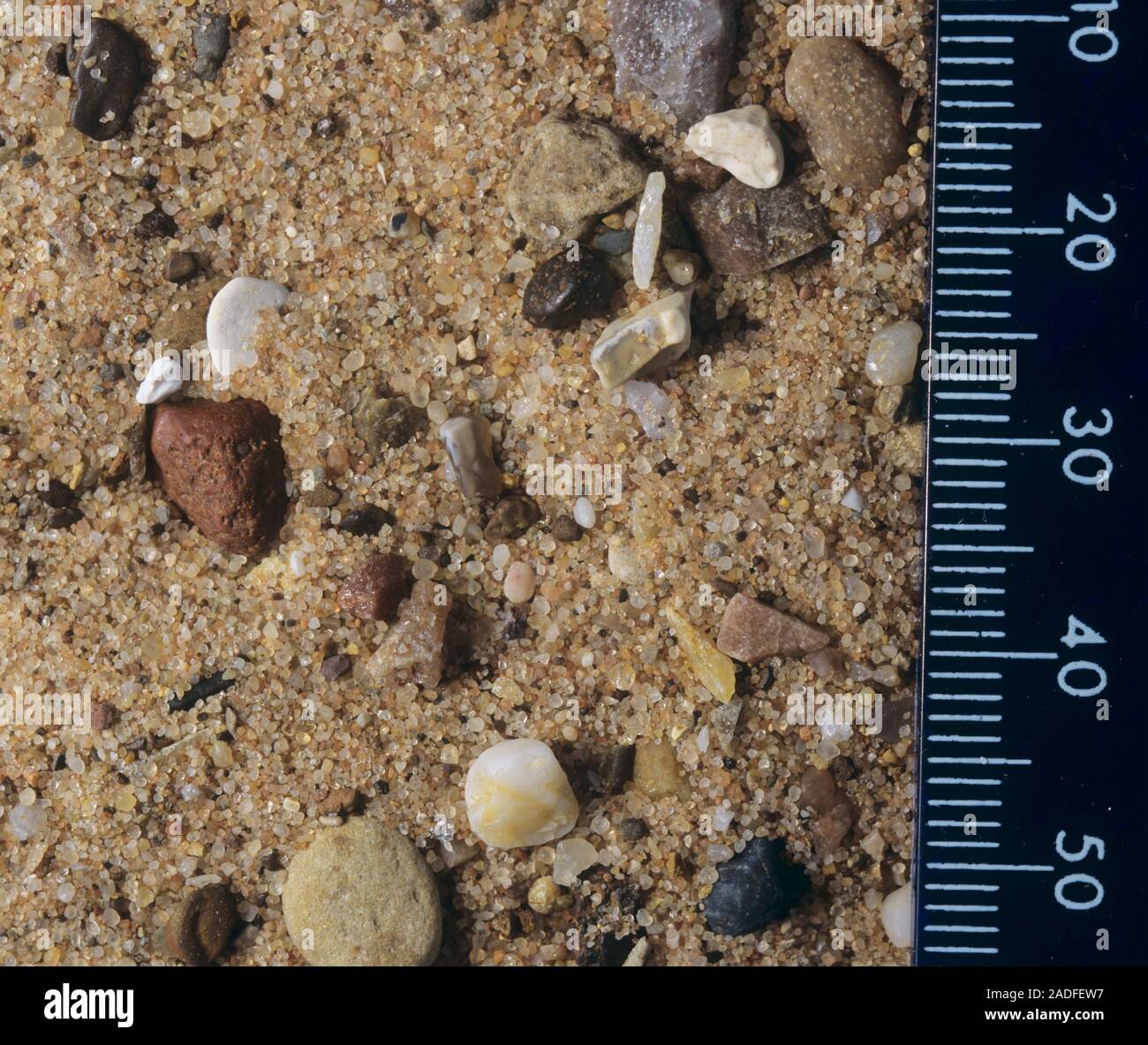 Grit sand with a ruler (right) indicating scale in millimetres. Grit ...