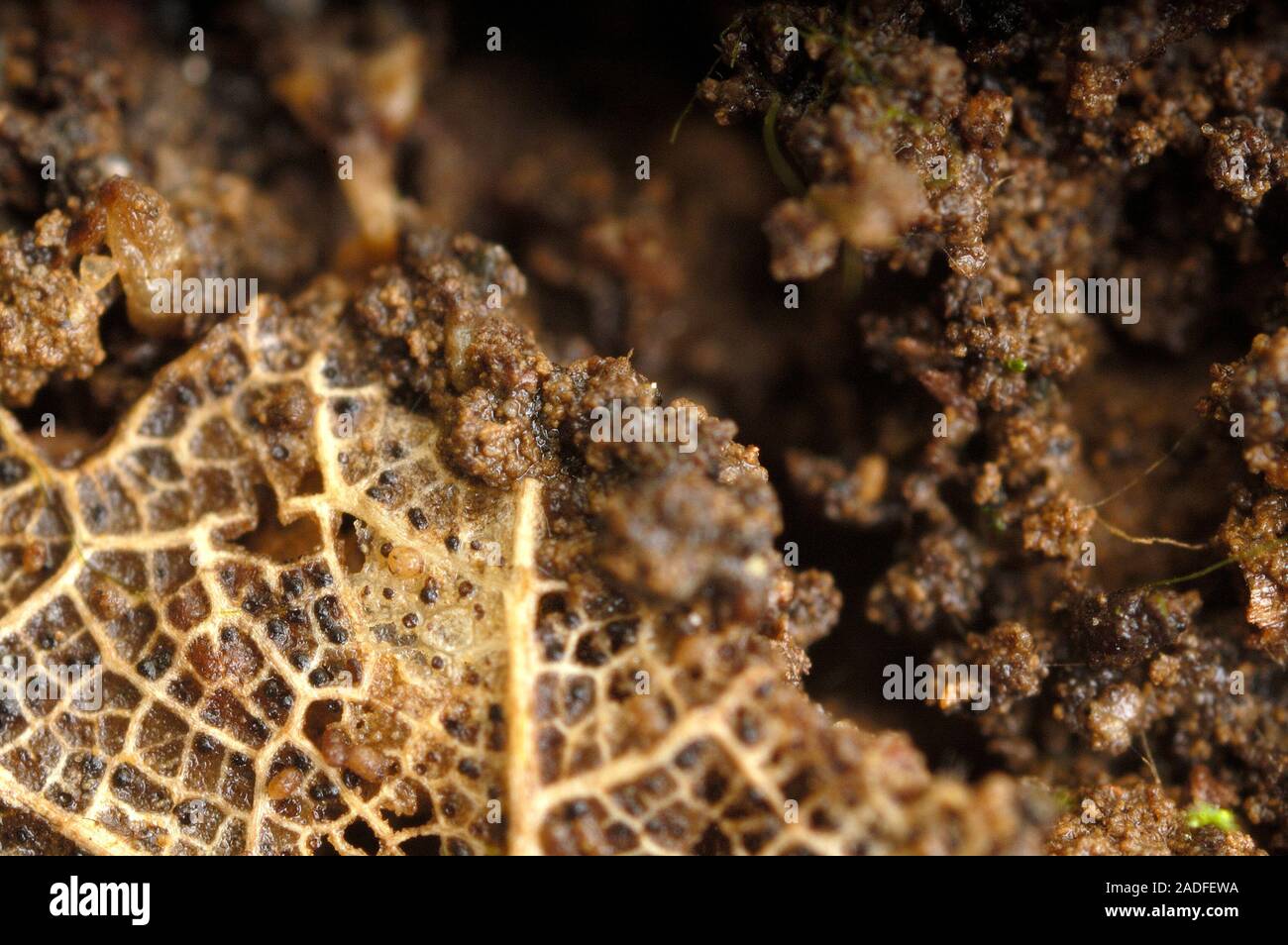 Humus and soil, close-up. Humus is a moist, rich organic substance ...