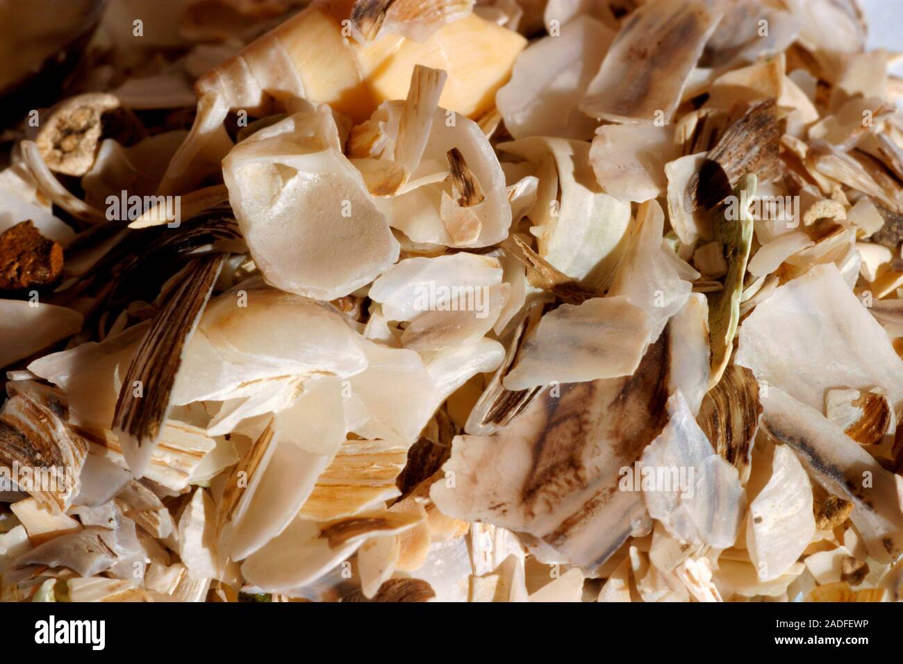 Coastal shell fragments. Shells are grown by many marine invertebrates ...