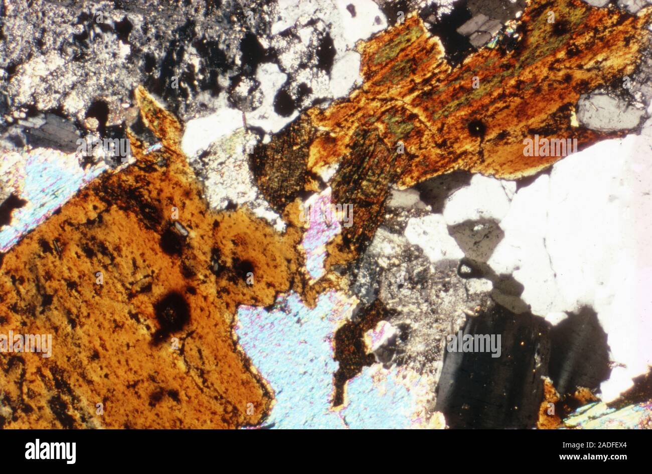 Polarised light micrograph of a thin section of biotite (igneous rock ...
