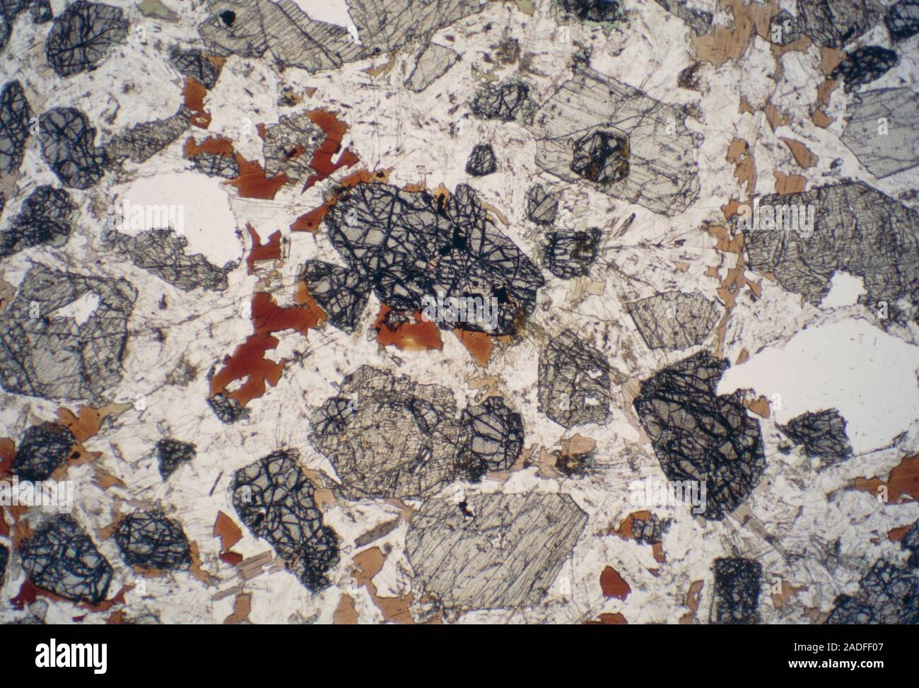 Light micrograph of a thin section of syenite, a coarse- grained igneous rock, containing the ...