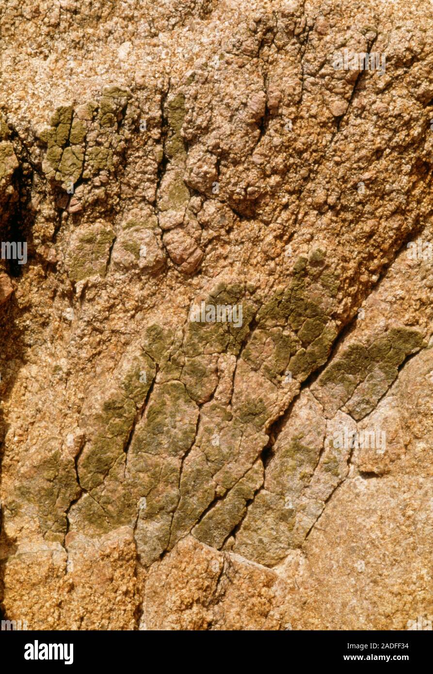 Basalt. Cracked and eroded basalt rock face. Basalt is an igneous rock ...