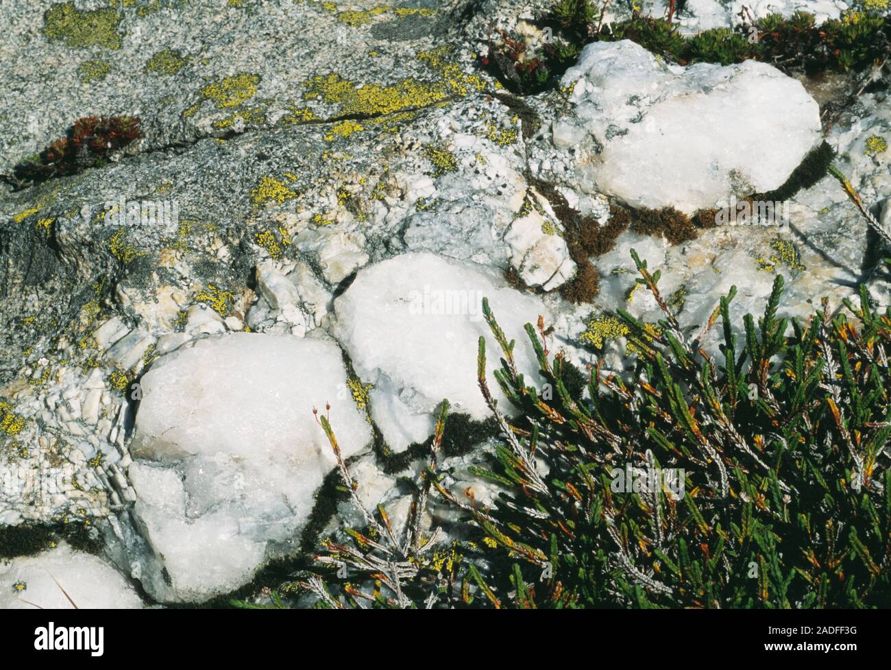 Quartzite rocks. Quartzite is a metamorphic rock whose colour ranges ...