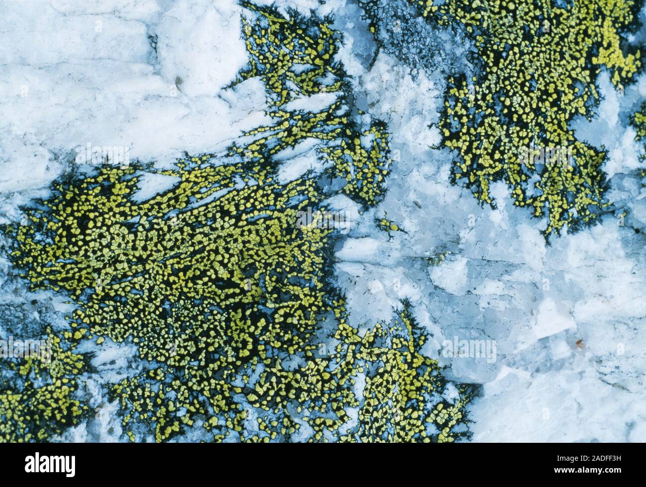 Quartzite rocks covered in lichens. Quartzite is a metamorphic rock ...