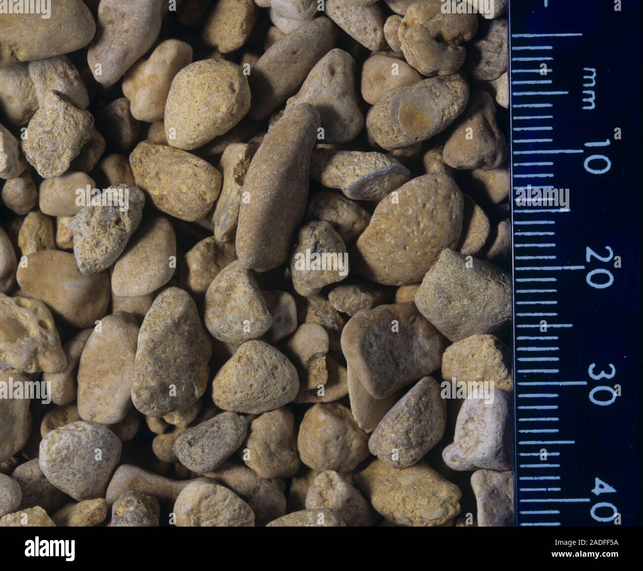 Pea gravel with ruler (right) to indicate scale in millimetres. These ...