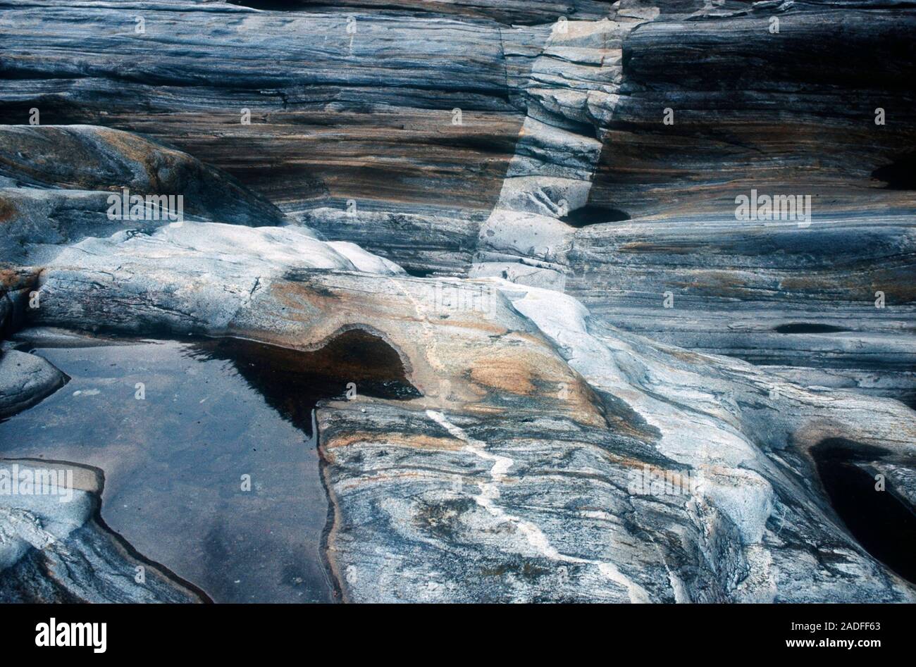 Pegmatite intrusion into gneiss rock. Pegmatite (vertical white band ...