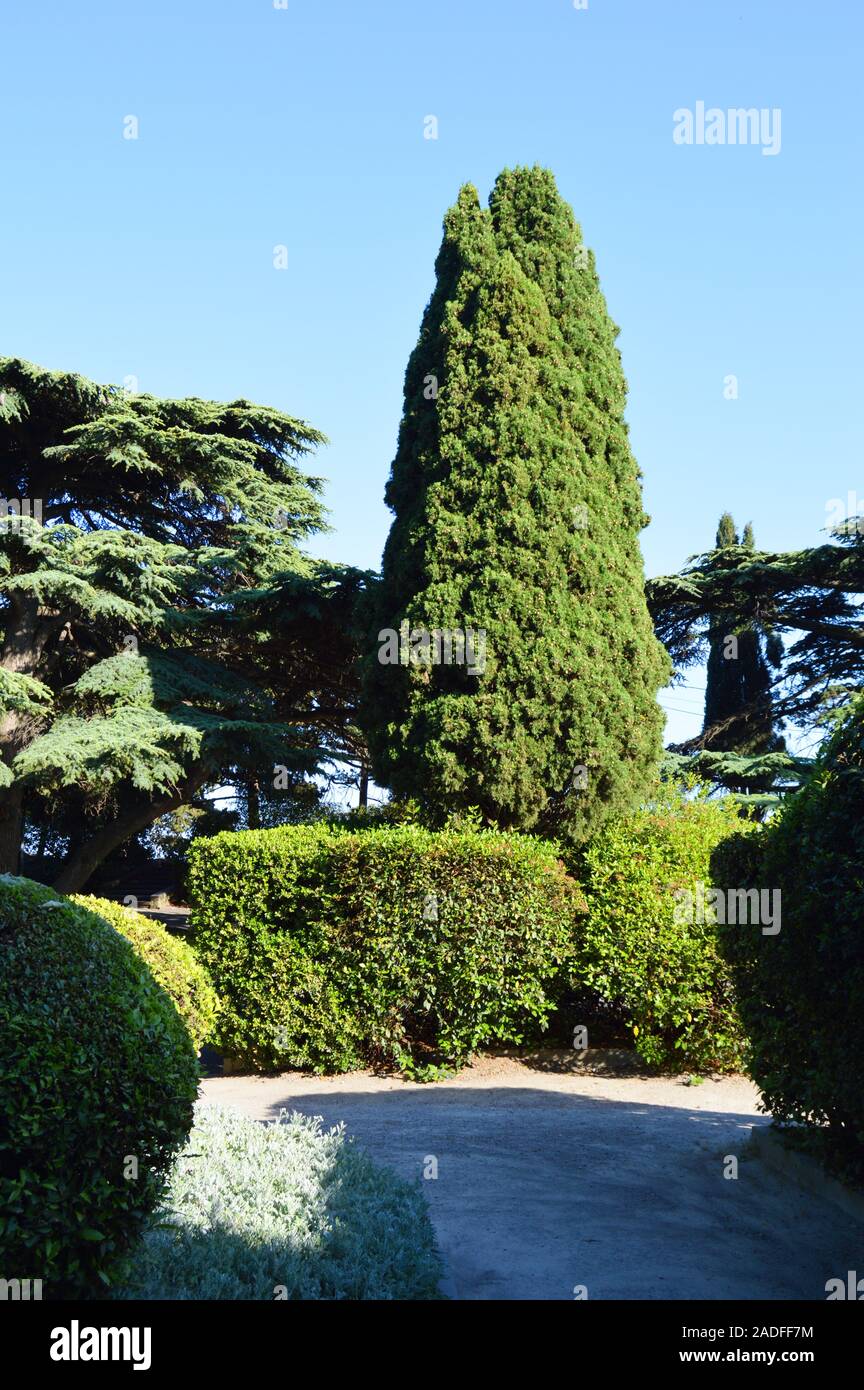 The bright summer sun illuminates cypress trees, boxwood bushes ...