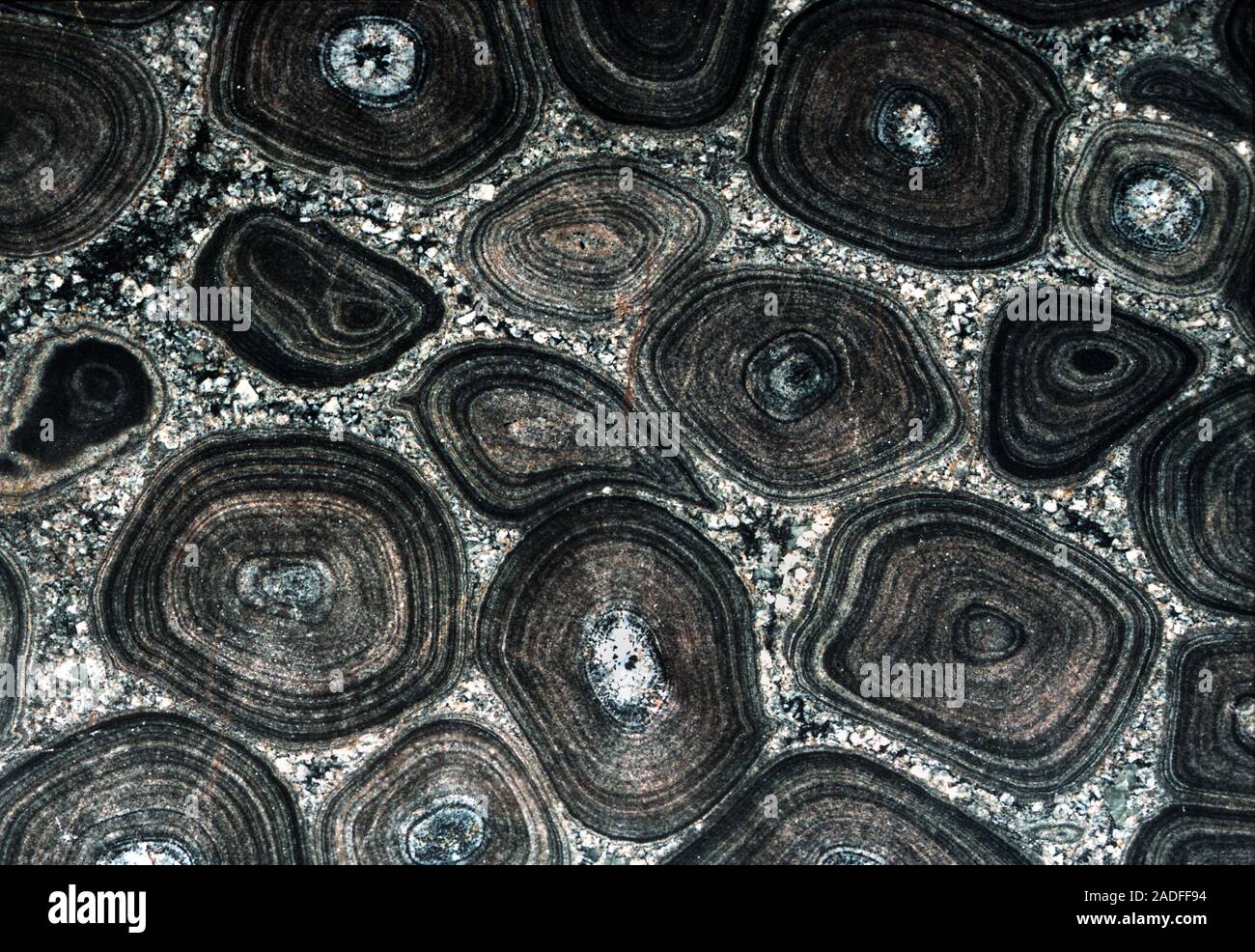 Orbicular diorite rock. Diorite is an igneous rock that forms when ...