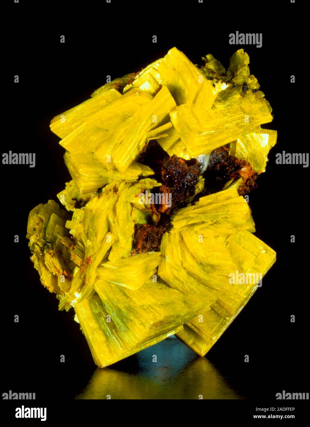 An aggregate of bright yellow autunite crystals. Autunite (hydrated ...