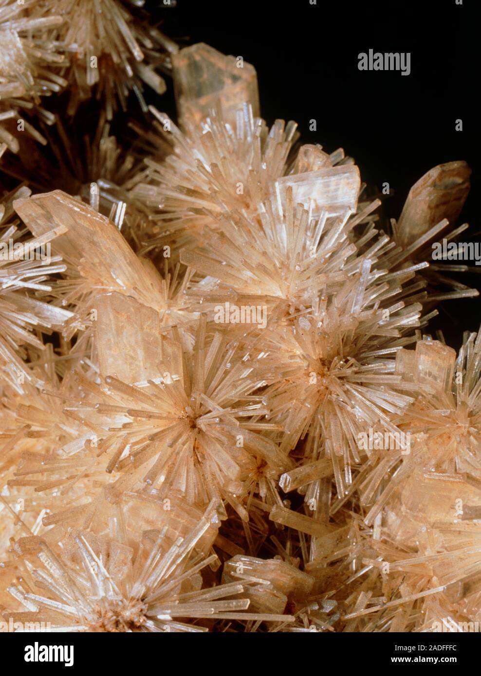 A sample of the acicular, or needle-like, form of gypsum (hydrated ...