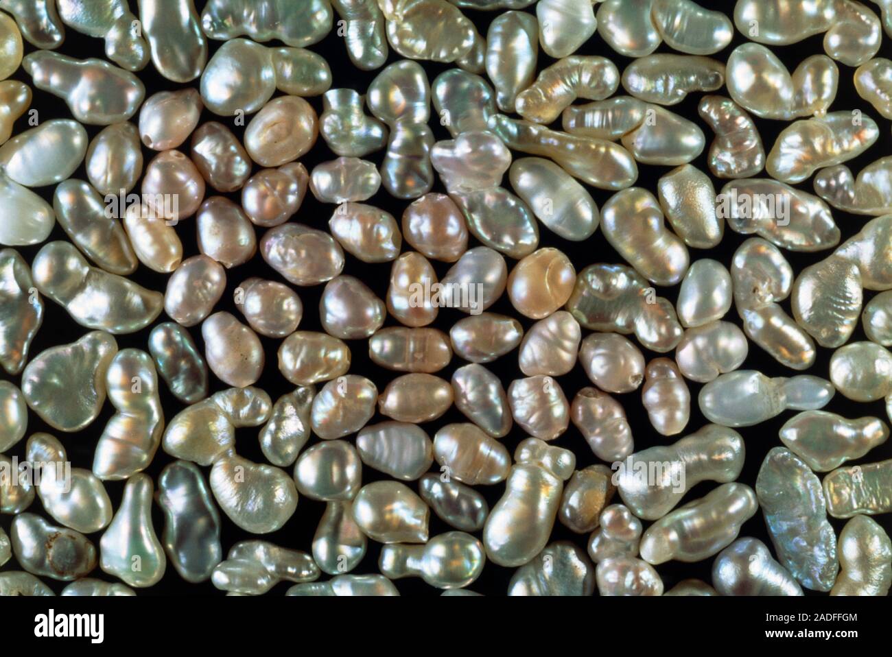 Cultured pearls from freshwater mussels. Pearls are accretions of nacre ...