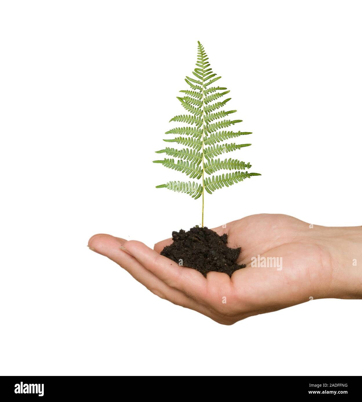 Fern sprout in nature Cut Out Stock Images & Pictures - Alamy