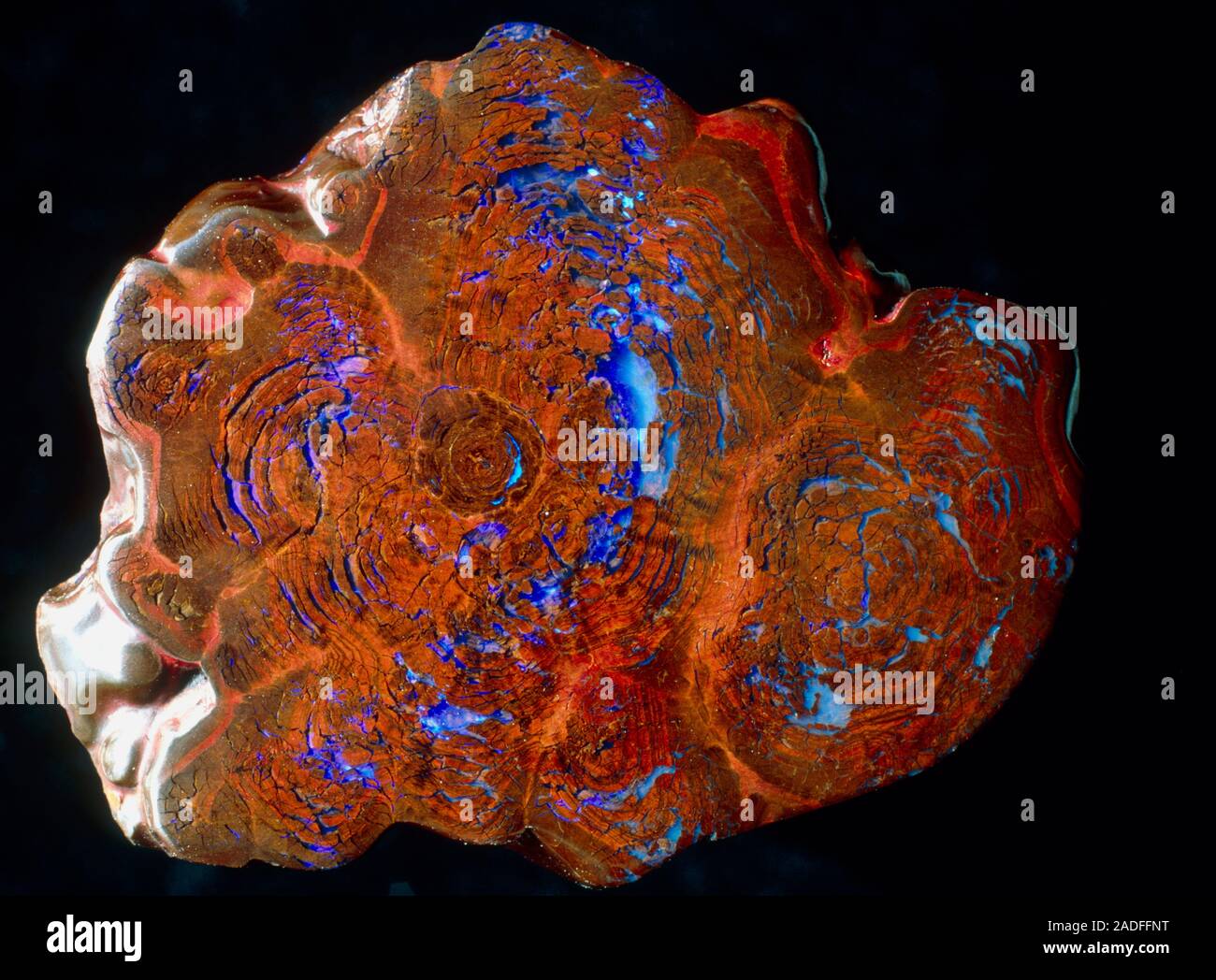 Opal. Slice through a mineralised tree trunk revealing opal, a form of ...