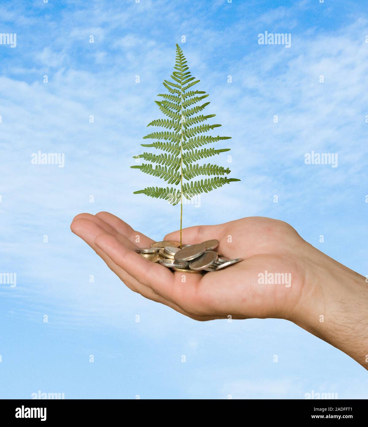 Palm with a fern growng from pile of coins Stock Photo - Alamy