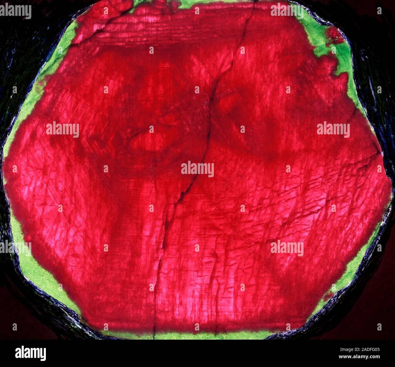 Large ruby. Thin slice of a large ruby embedded in zoisite (green). It ...